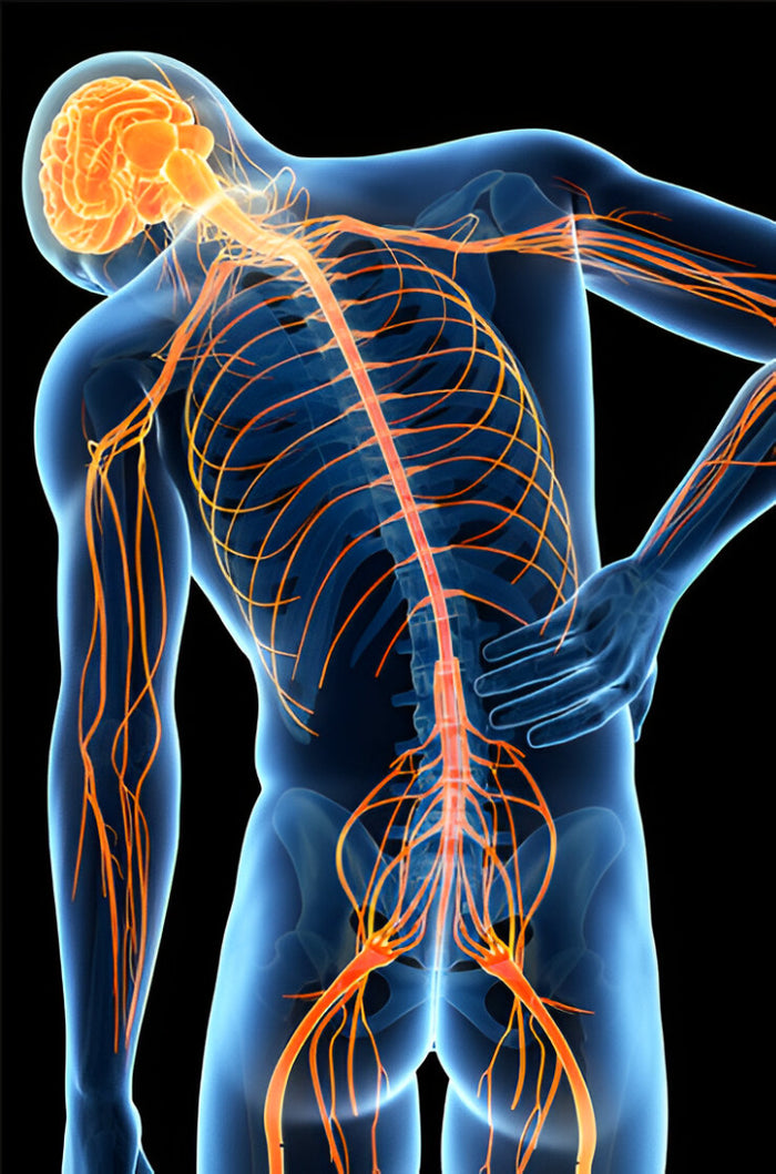 Perineural Therapy in Costa Rica | Neurogenic Inflammation & Chronic ...